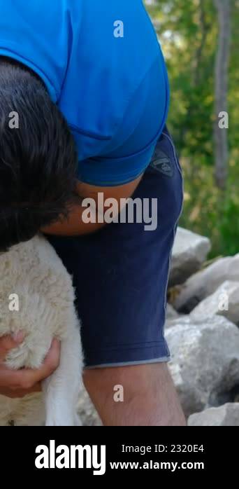Young man kissing lamb videos, lamb-loving young man, love of animals ...