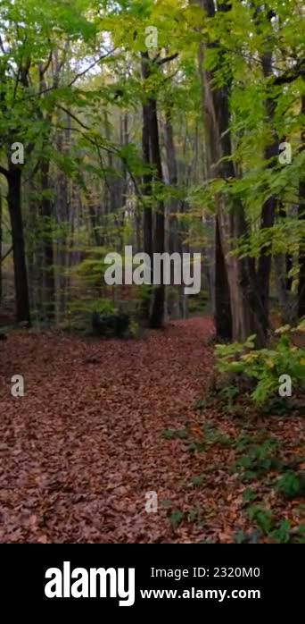 Shot through the forest landscape, in autumn the leaves of the trees ...