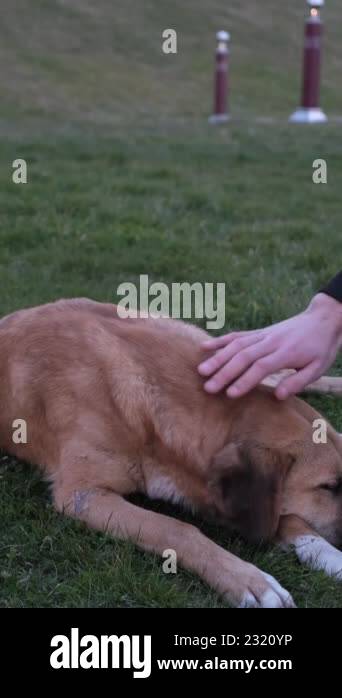 Video with the concept of petting and showing love to a brown stray dog ...