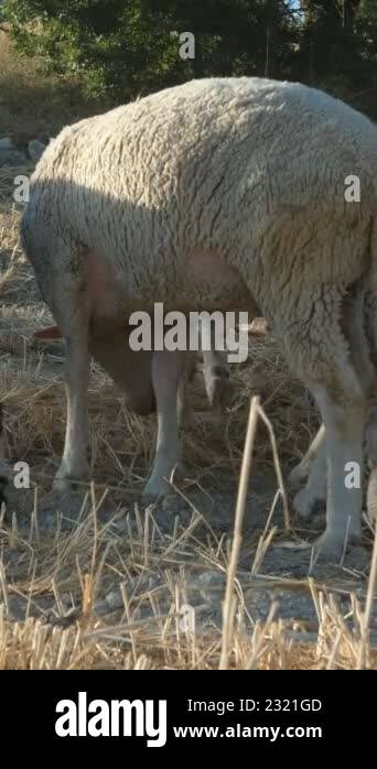 flock of sheep and ram eating from the ground, woolly lambs roam ...