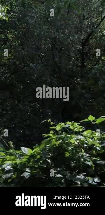 Oxygen Source Forests, green depths of the forest, thick-leaved trees ...