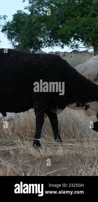 grazing black roams , woolly lambs roam together, animals produced for ...