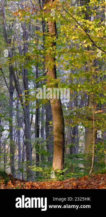 Young man walking among foliage and brown leaves in the forest, as the ...