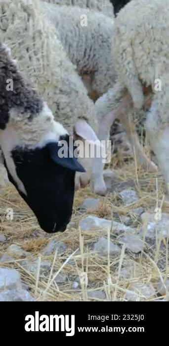 Grazing black sheep ,flock of woolly sheep eating forage on the mountain, agriculture and ...