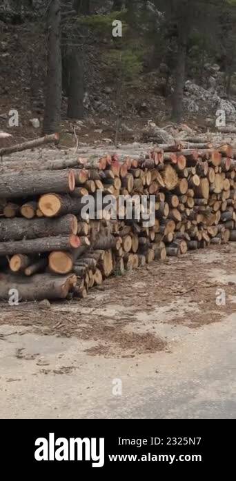 Image of young man in hoodie doing sports using tree logs, image of man ...