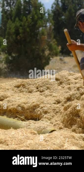 farmer in blue shirt among hay piles,workers in the hay collection ...