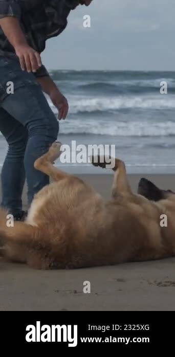 Dog and young man playing on the beach, warm interaction between man ...