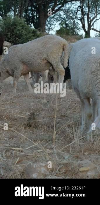 grazing animals, woolly lambs roam together, animals produced for their ...