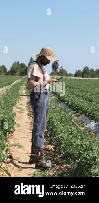 Man make a call in garden, male farmer in green tomato field making ...