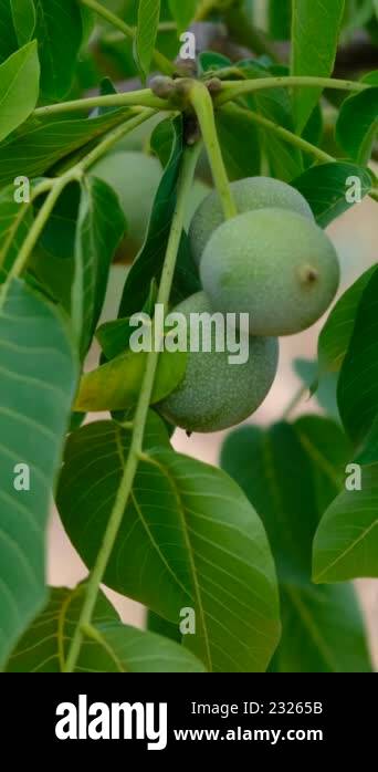 Green walnuts tree garden , view of green-shelled walnut on the branch ...