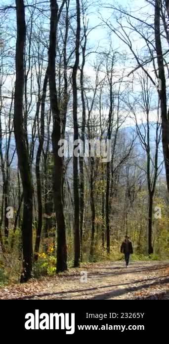 Sporty young man walking in the withered woods in autumn, there are yellowed leaves on the dirt ...