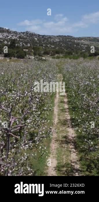 Aerial view of white blooming trees in the apple orchard, view of orchard and mountain landscape ...