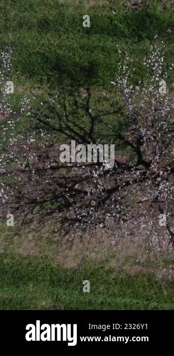 Aerial view of apricot trees in bloom in green field, overhead view of ...