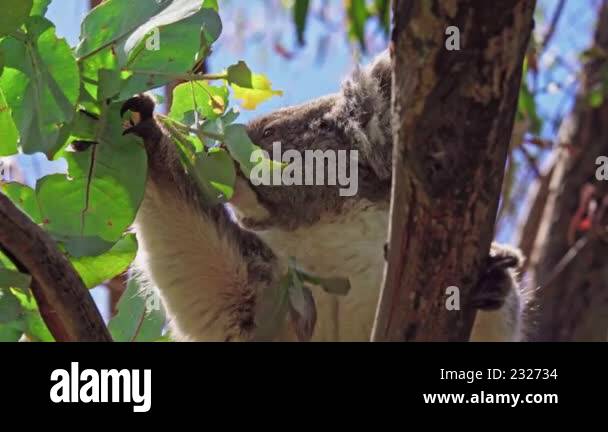 Koala eating leaves in the wild. Hanson Bay, Kangaroo Island, South Australia Stock Video ...