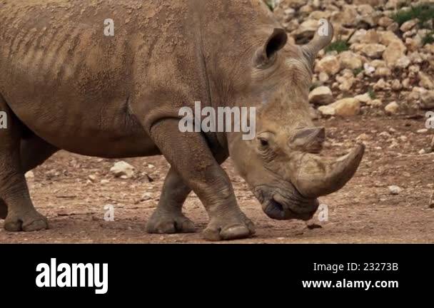 White rhino at Monarto Safari Park, South Australia Stock Video Footage ...