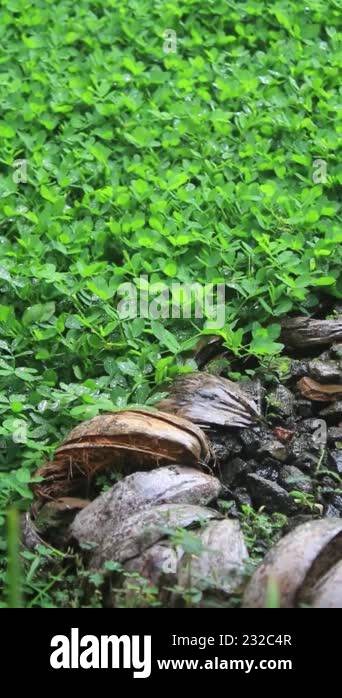 Raindrops from above soaking the Arachis pintoi grass plants, piles of ...