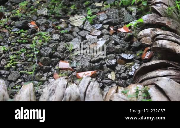 Raindrops soaking the piles of rocks, pebbles and rows of old coconut ...