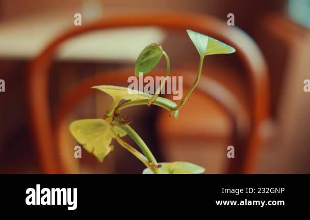 Plants tendrils Stock Videos & Footage - HD and 4K Video Clips - Alamy
