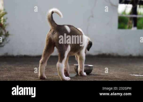Cute white dog trying to eat a steel box. A white dog fights with a ...