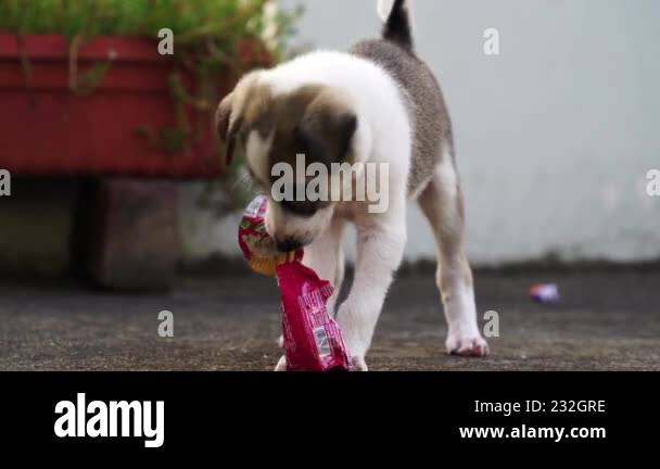 Indian terrier Stock Videos & Footage - HD and 4K Video Clips - Alamy