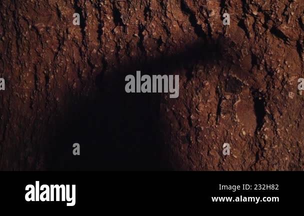 A close-up of a textured, rough tree bark with a hand reaching towards ...