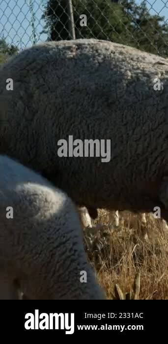 Shepman carrying sheep, flock of sheep close-up view, flock of woolly ...