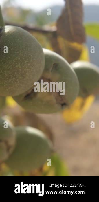 The wind shakes the walnuts on the branch hard-shelled fruits are ...