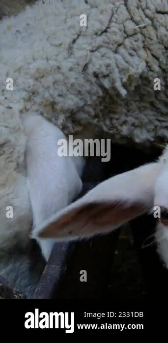 Sheep eating grass, baby lamb eating forage, small animals eating hay ...