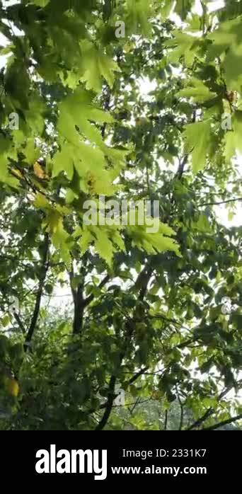 Famous Sycamore Leaves, image of dense green leaves of sycamore tree ...
