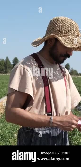 Farmer counting money, farmer in hat in natural green tomato field ...
