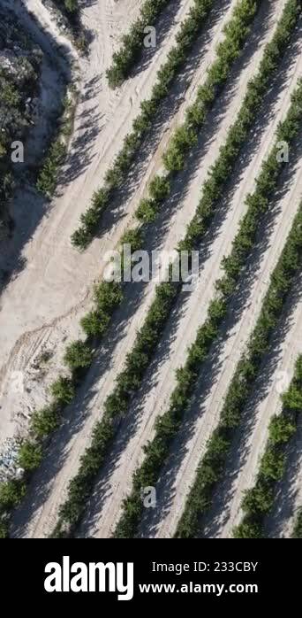 Aerial drone view of apple orchards planted in rows, fruit trees ...