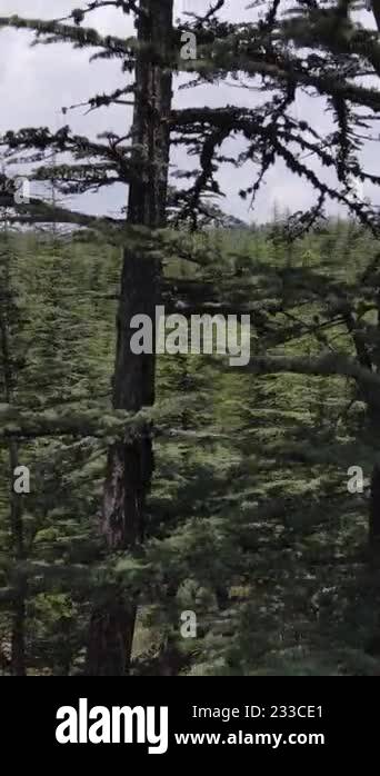 Drone view of green pine tree standing alone, pine tree overhead, drone ...
