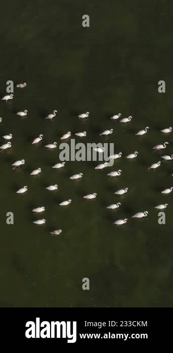 Group of flamingos, group of flamingos walking on shallow water, view ...