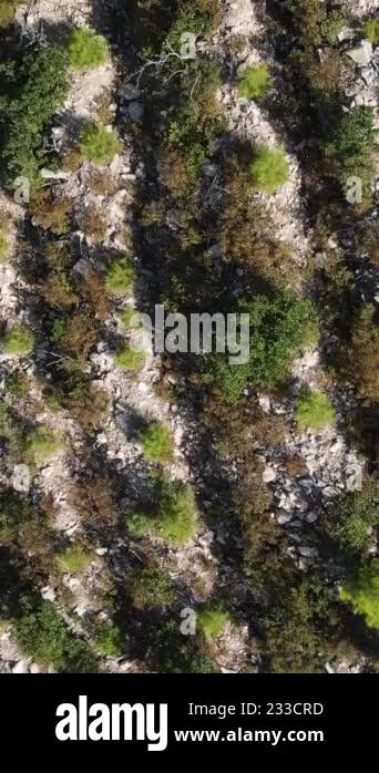 Regrow tree in forest on the mountain slope, photo of afforestation are ...