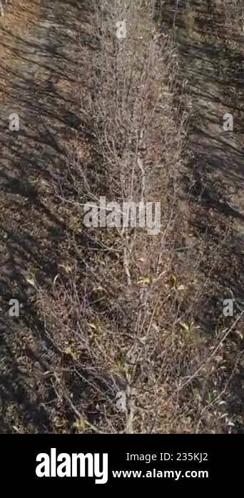Drone view of dry apple orchard taken in autumn, dwarf fruit trees ...