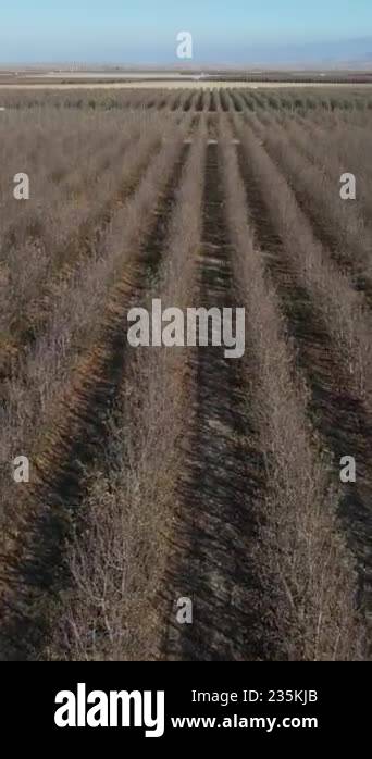 Drone view of dry apple orchard taken in autumn, dwarf fruit trees ...