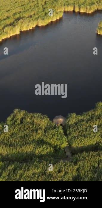 A reed-covered lake and a lush nature, a wonderful aerial view with ...