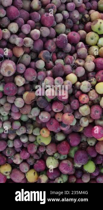 Pile of rotten apples, pile of rotten apples aerial drone view, heap of ...