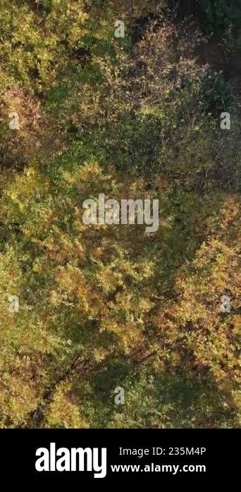 Walking path, Aerial drone view of the walking path in the forest ...