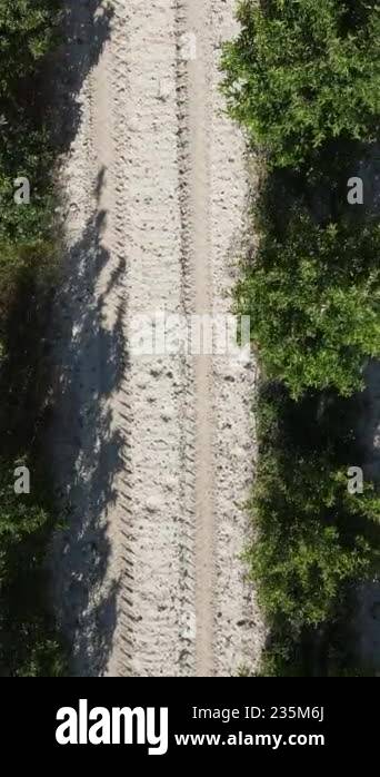 Aerial row of apple trees, garden stitched in the countryside, aerial ...
