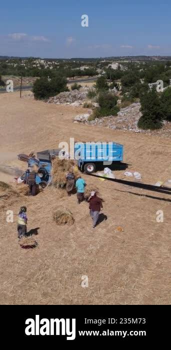 Farmers, women and men who harvest with traditional methods work ...