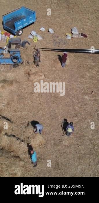 Tractor, haymaker and farm workers, women and men harvest together ...