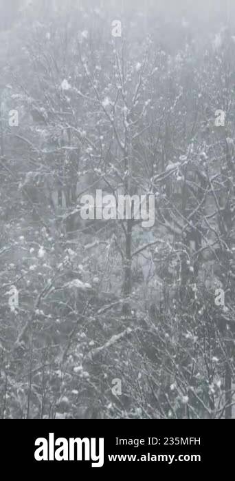Snowy foggy forest, view of a snowy misty forest, drone view moving up ...