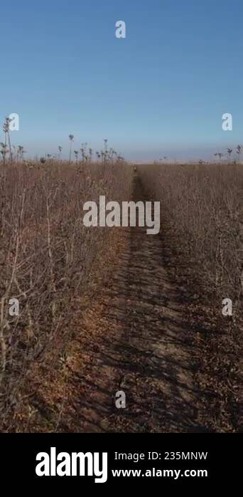 Drone view of dry apple orchard taken in autumn, dwarf fruit trees ...