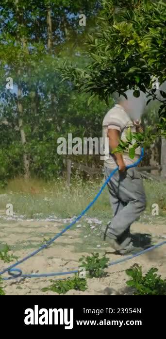 middle-aged farmer spraying, horticultural care, spraying green trees ...