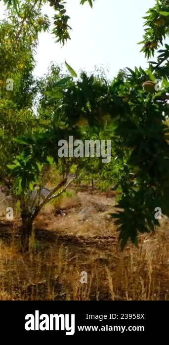 Time to harvest the almond orchard with sunlight, there are fruit trees ...