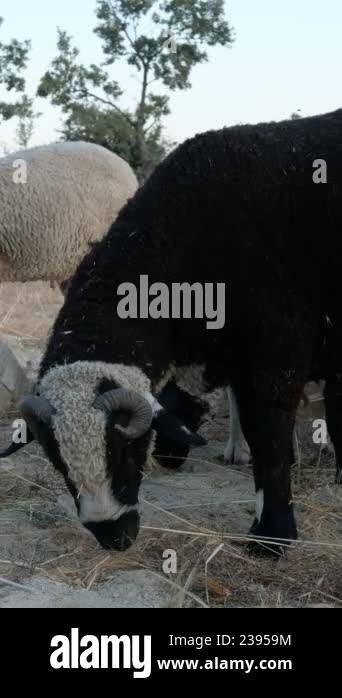 flock of sheep, grazing animals, woolly lambs roam together, animals ...