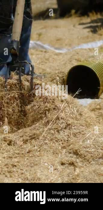Carry straw with air puller tube, workers in the hay collection ...