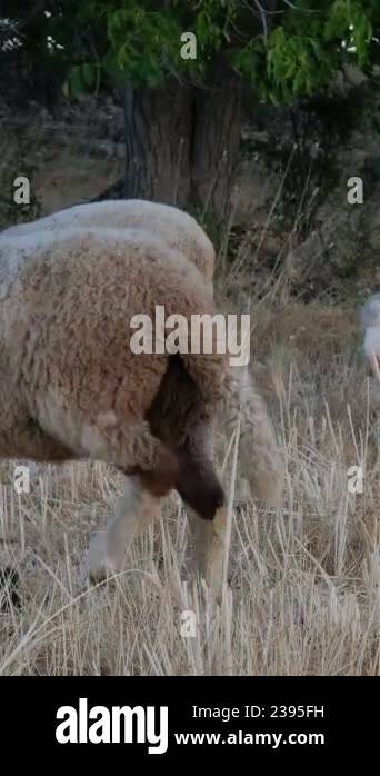 grazing animals, woolly lambs roam together, animals produced for their ...