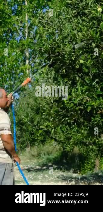 Old Man sprays medicine garden, farmer spraying apple trees, caring for ...